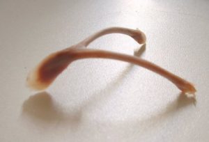 Wishbone in Jewelry – Meaning and Symbolism | Jewelry Guide